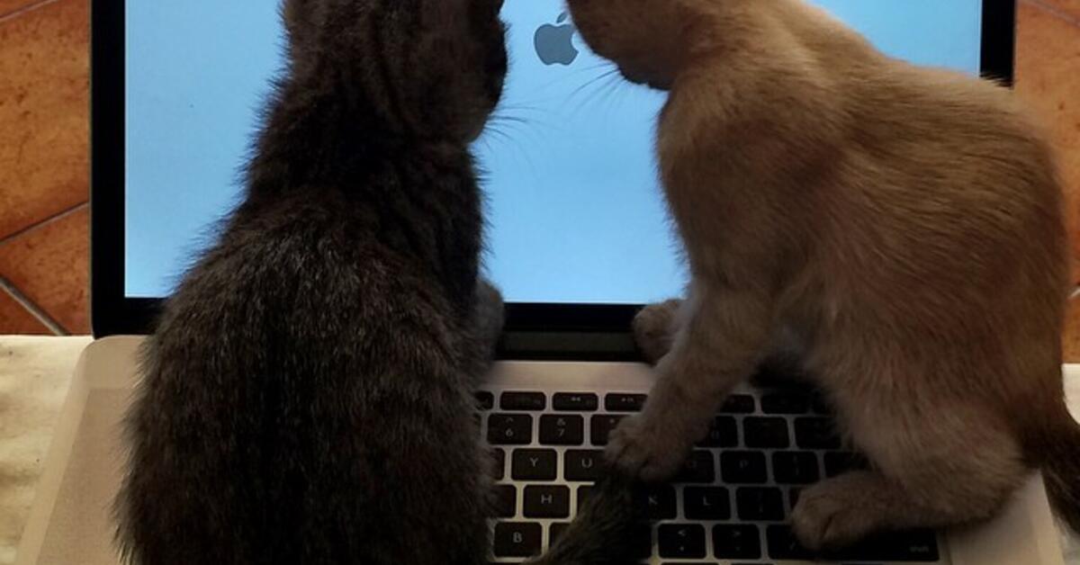 Cat Content für Apple-Fans: Katzenbilder mit Mac & Co. | Mac Life